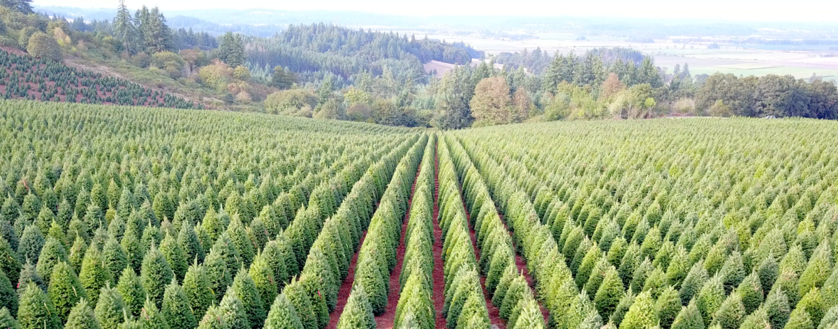 Benefits Premier Christmas Trees Benefits Premier Christmas Trees